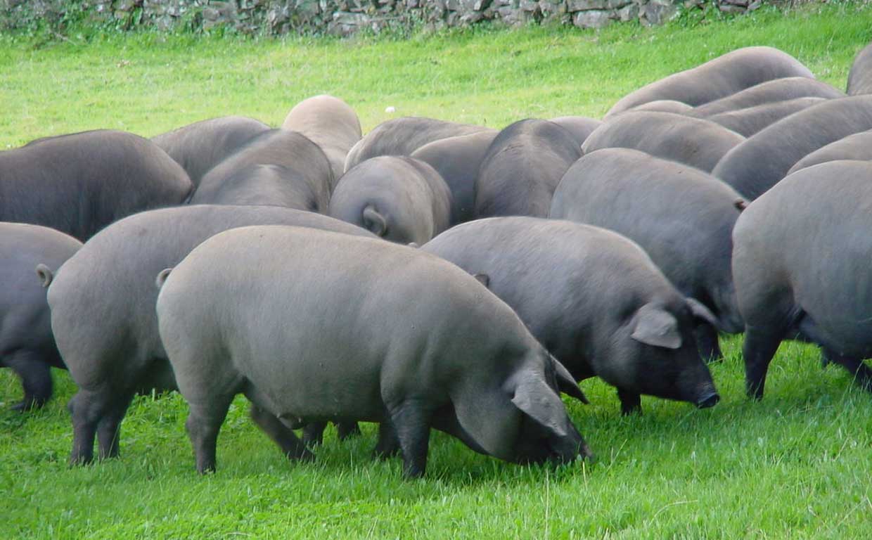 Nutrición Animal | Tierra Animal